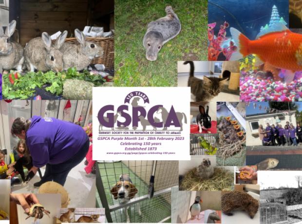 GSPCA Purple Month – Volunteer Induction Evening 630pm Tonight | GSPCA Guernsey